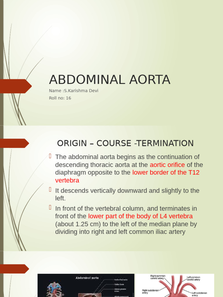 Abdominal Aorta | PDF | Aorta | Abdomen