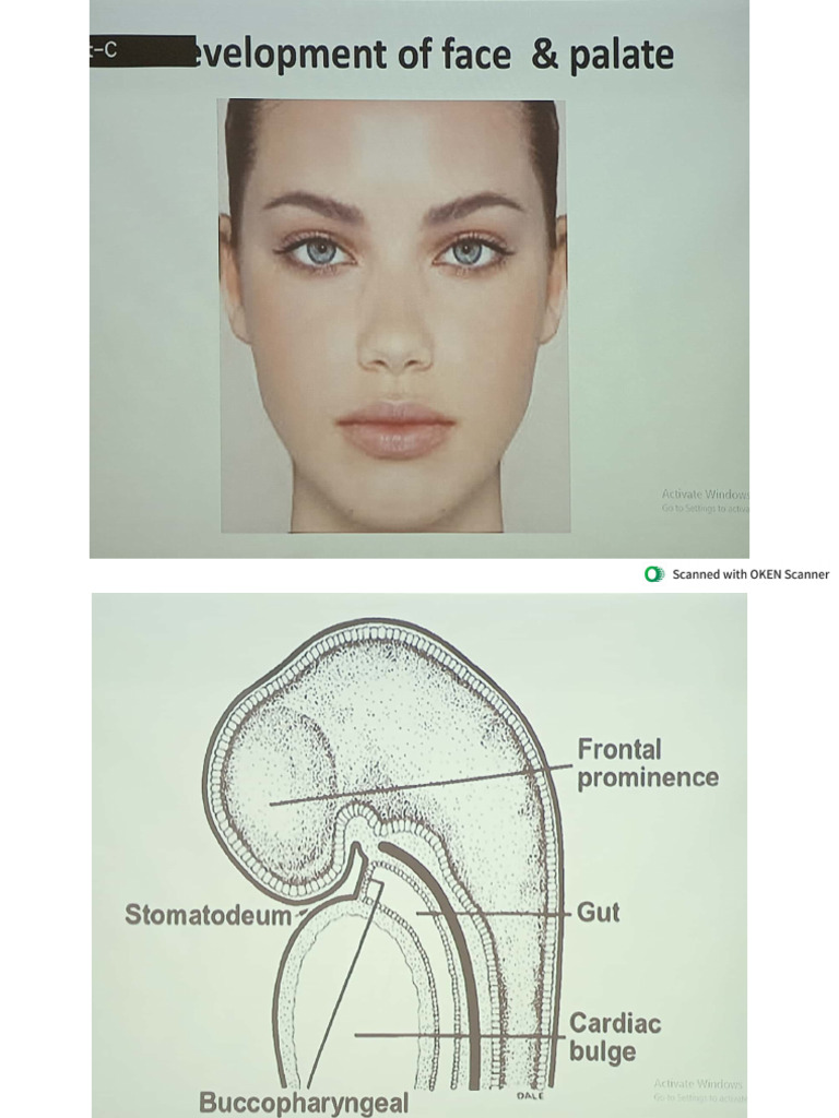 Development of Face and Palate | PDF