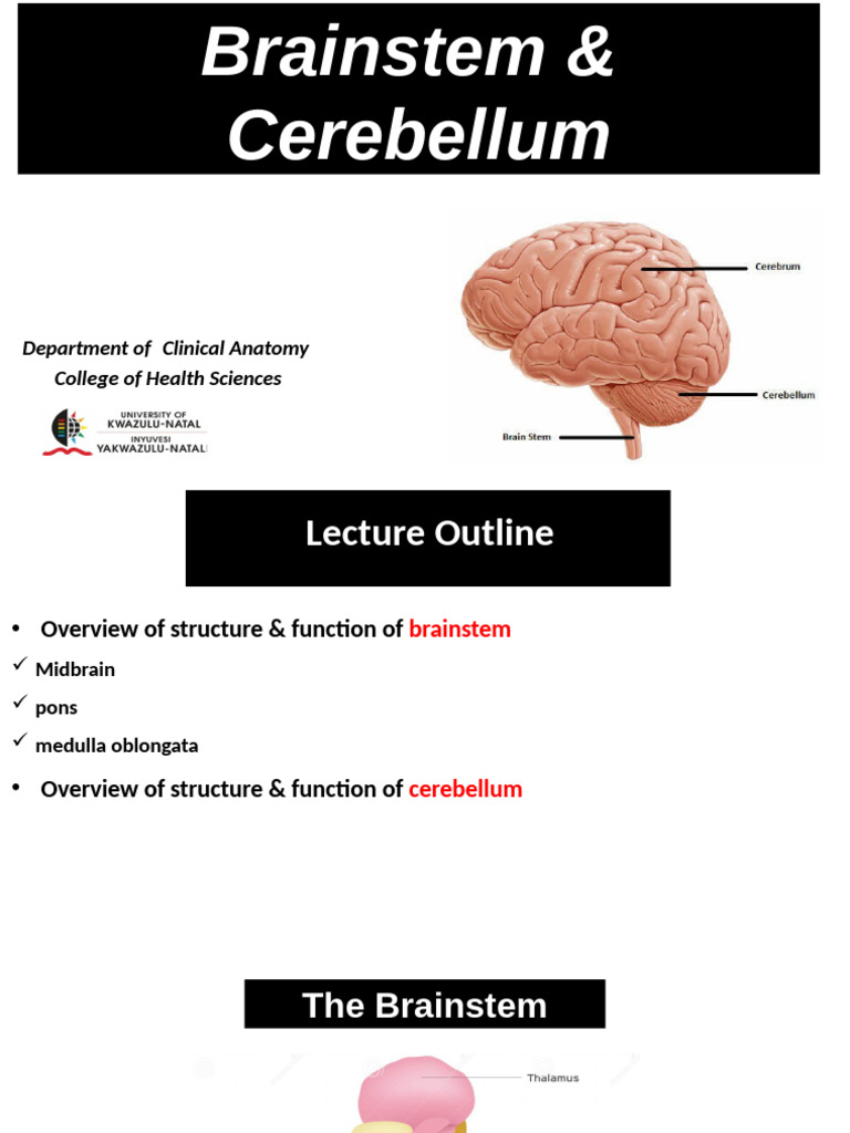 Brainstem and Cerebellum 2025 | PDF | Brainstem | Cerebellum