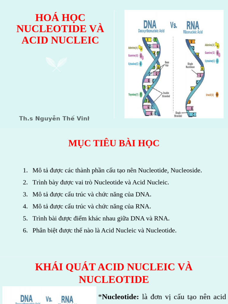 HH Nucleotide | PDF