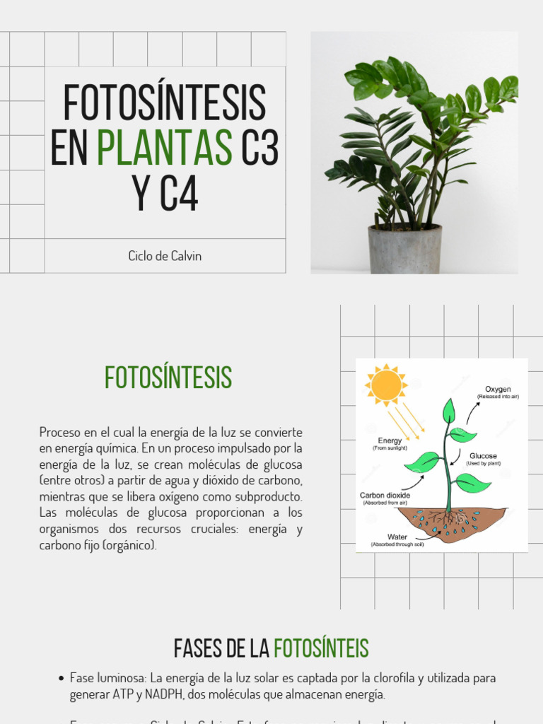 Exposición Plantas c3 y c4 | PDF | Fotosíntesis | Plantas