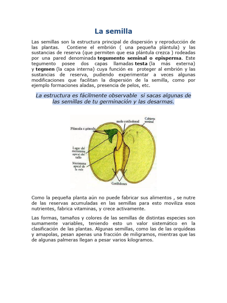 La Semilla y Su Germinación.docx | PDF | Legumbre | Raíz