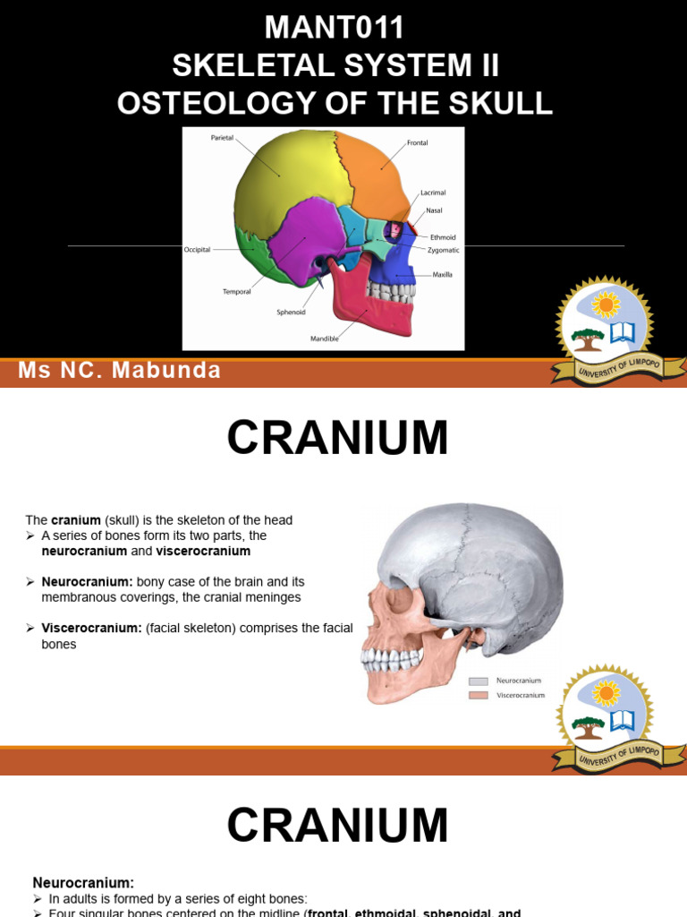 Osteology of the Skull: Cranium & Face | PDF | Skull | Primate Anatomy