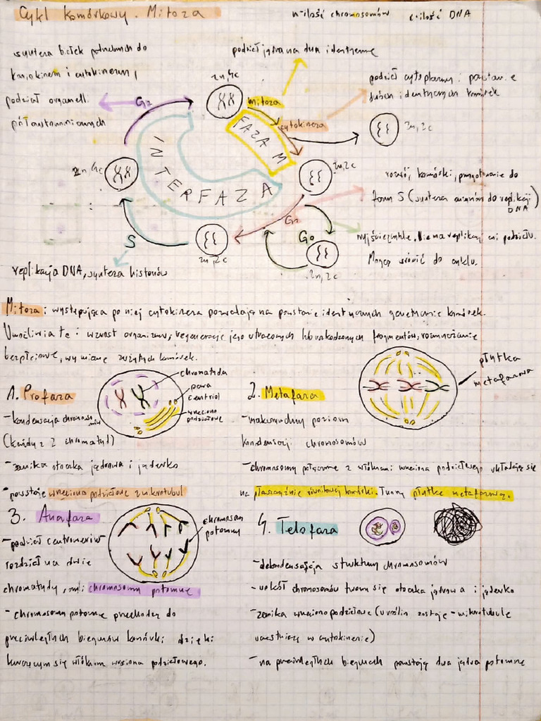 Notatka Mitoza | PDF