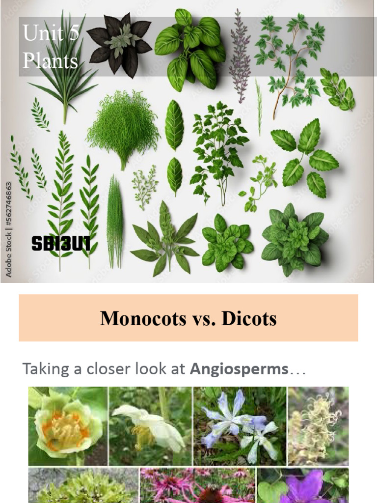 2 Monocot vs. Dicot | PDF