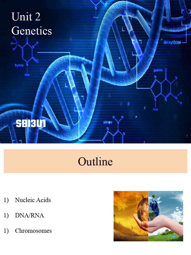 1 Nucleic Acids and Chromosomes | PDF | Nucleic Acids | Dna