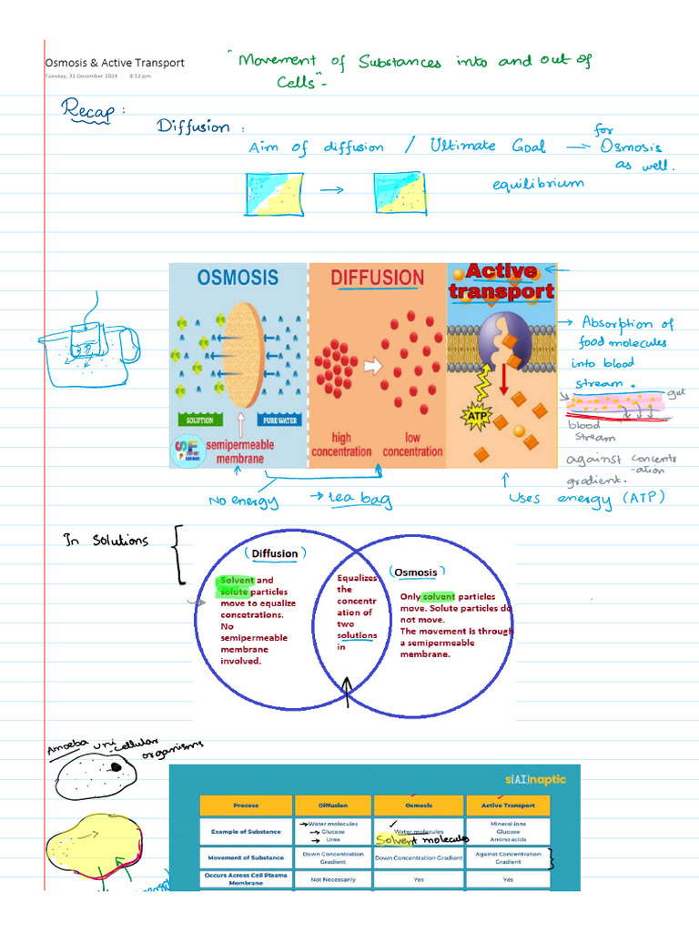 Osmosis and Active Transport Explained | PDF