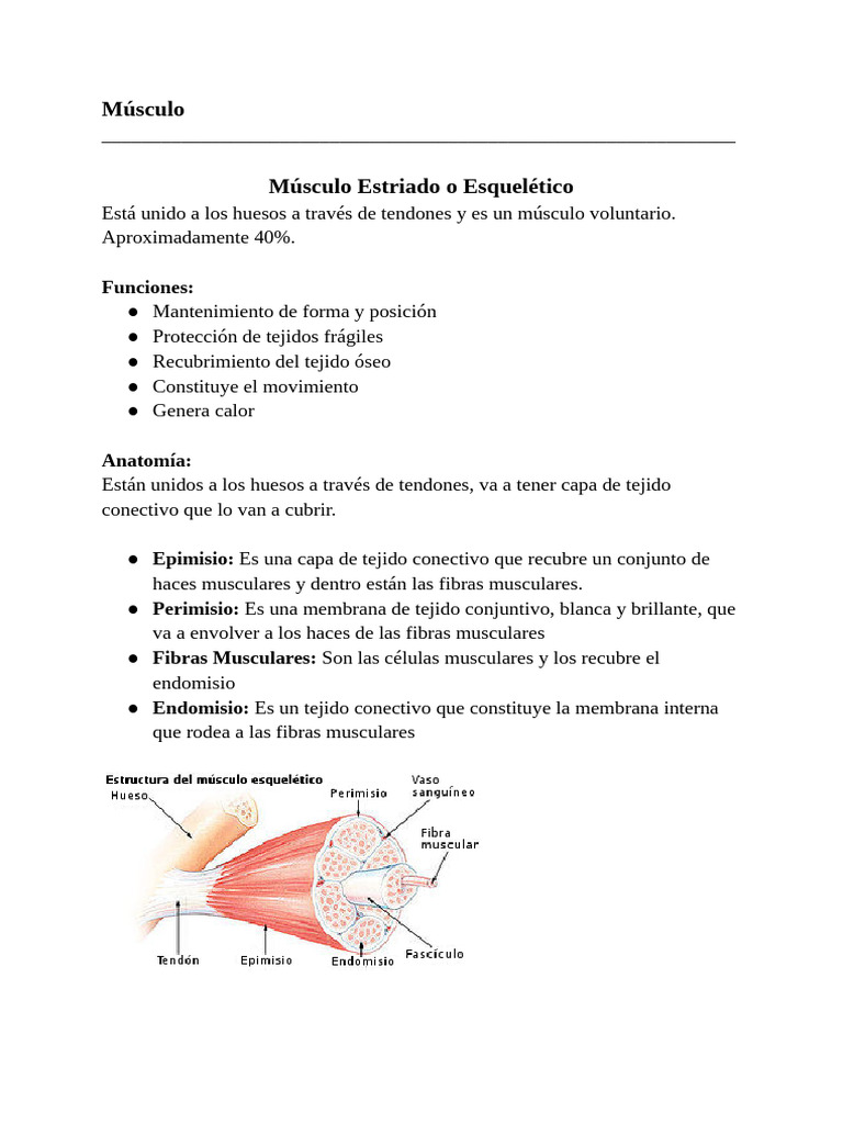 Músculo. Músculo Estriado o Esquelético | PDF | Músculo | Contracción ...