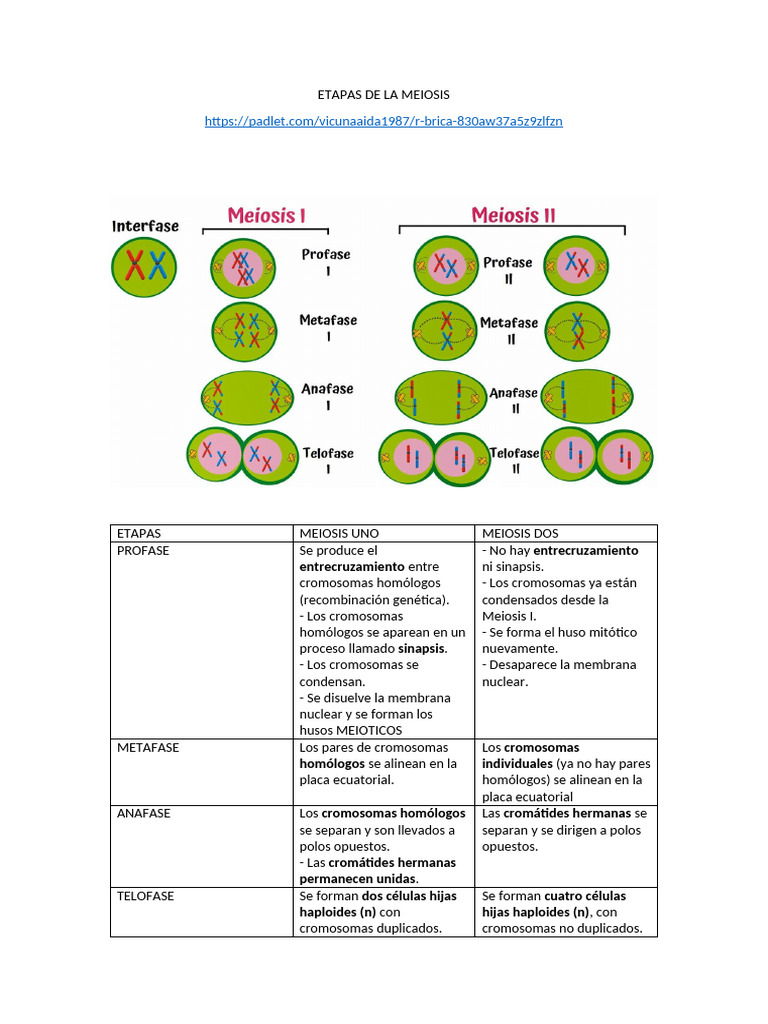 Etapas de La Meiosis | PDF | Mitosis | Biología Celular