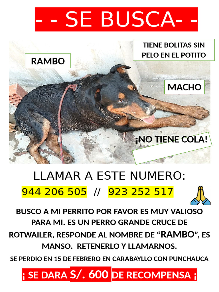 Se Busca Perro Rambo | PDF