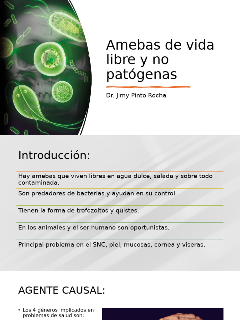 Amebas de Vida Libre y No Patogenas JP | PDF | Meningitis | Medicina CLINICA