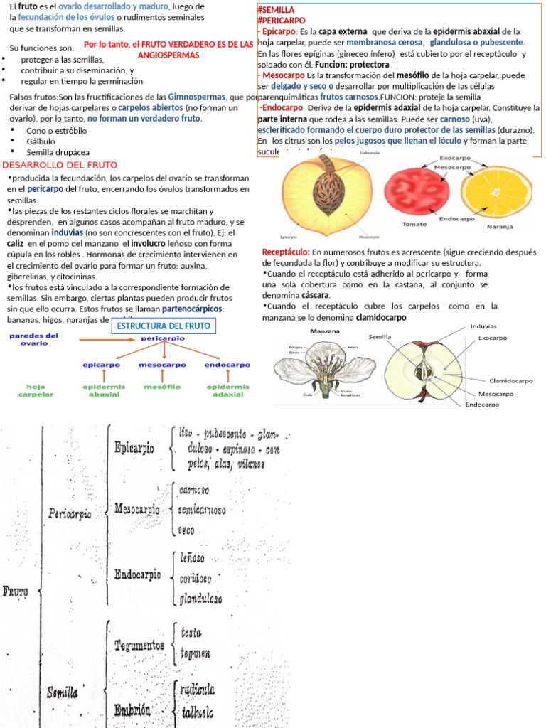Unidad 8 Fruto | PDF | Morfología Vegetal | Plantas