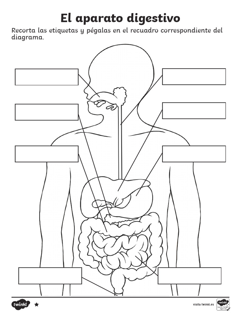 El Aparato Digestivo Ficha de Actividad | PDF