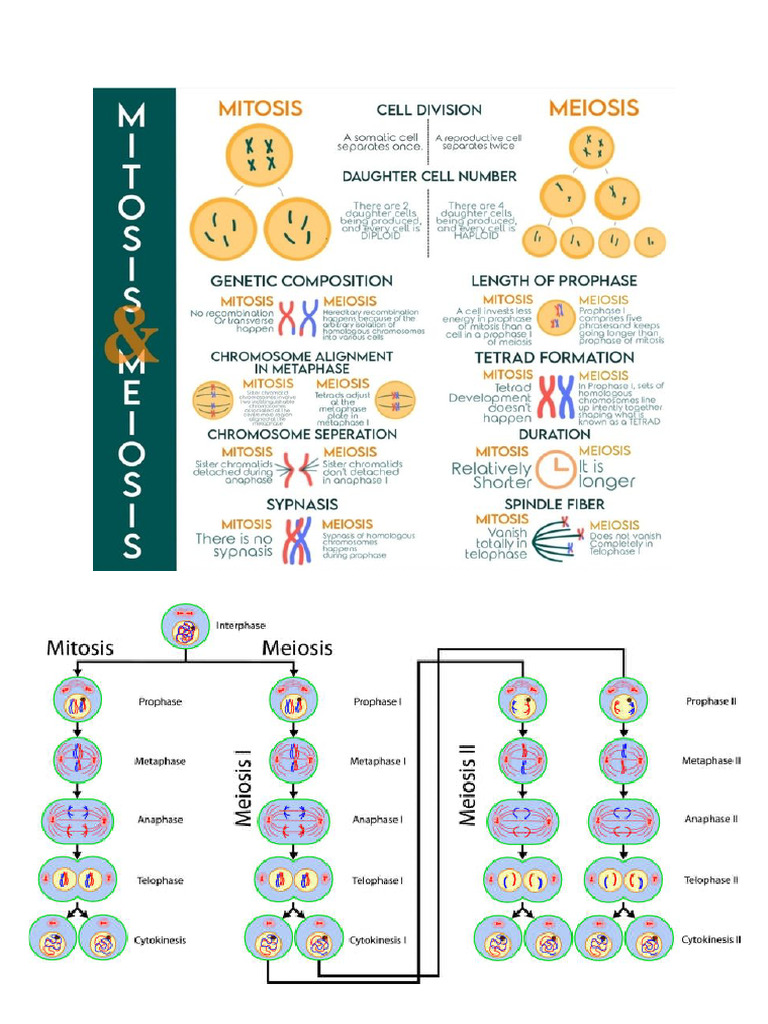 Meosis vs Mitosis Genetics | PDF