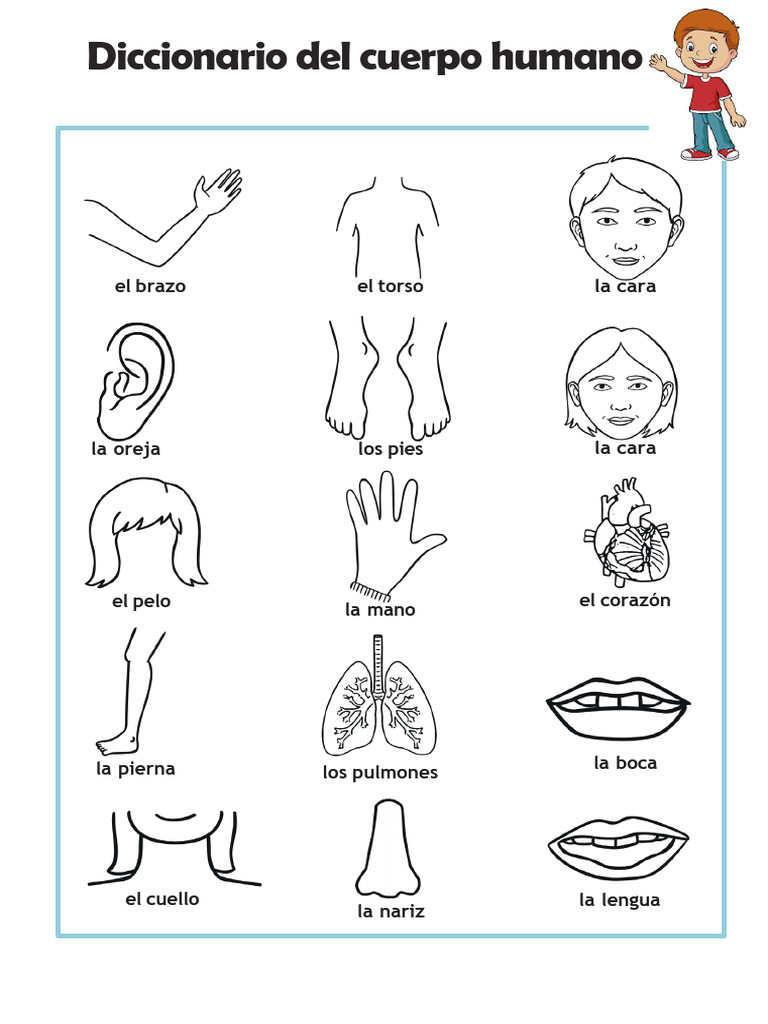 Hoja de Colorear Diccionario Del Cuerpo Humano | PDF