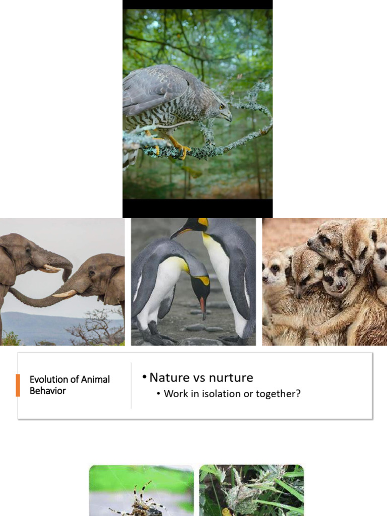 Animal Behaviour - Upload | PDF | Cooperation | Ethology