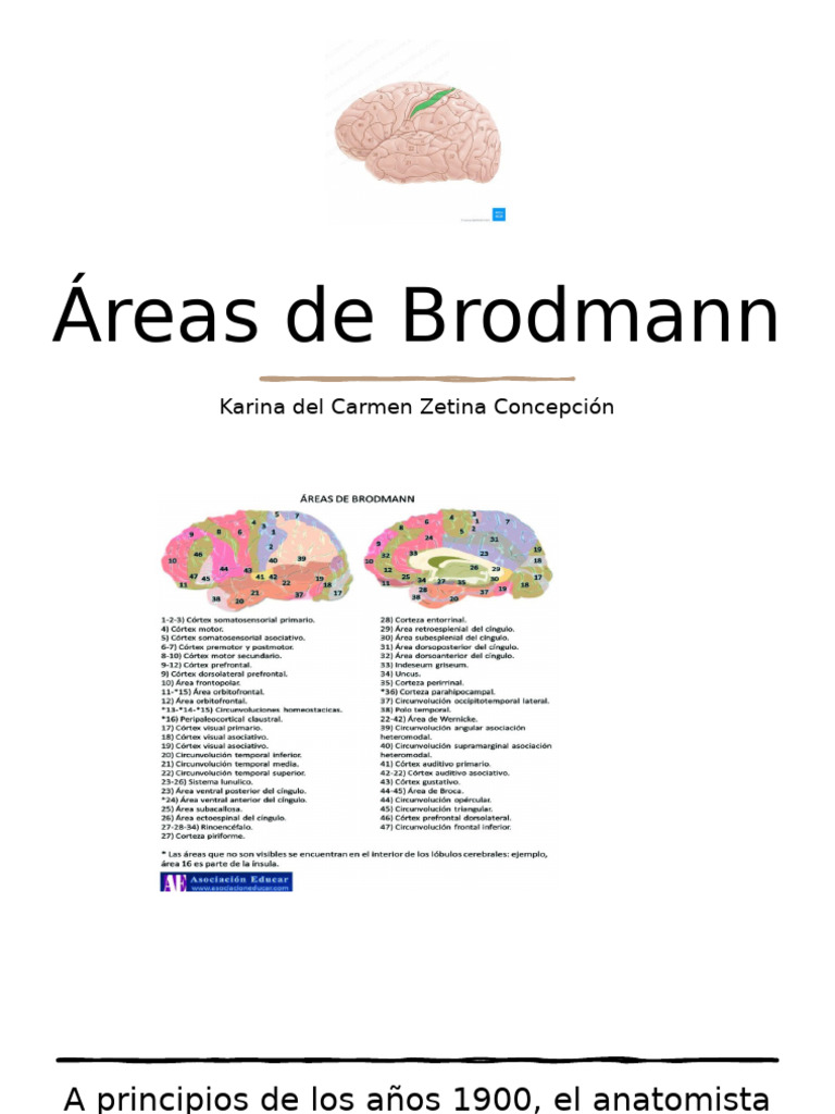 Áreas de Brodman | PDF | Memoria | Corteza prefrontal