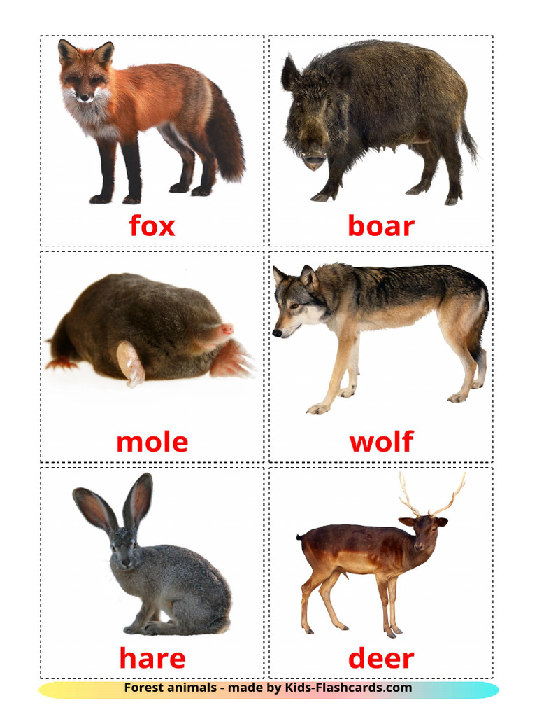 Flash Card-Forest Animals | PDF