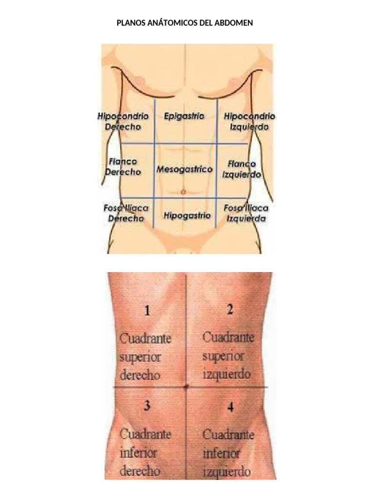 Planos Anátomicos Del Abdomen | PDF