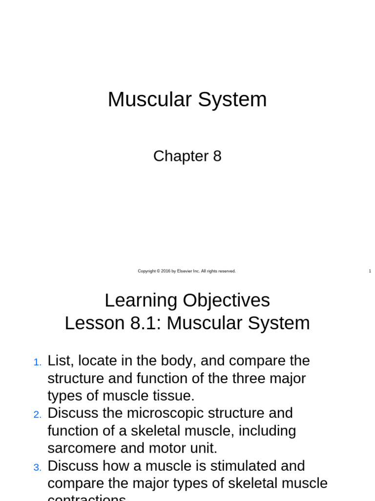 Overview of the Muscular System | PDF | Muscle Contraction | Skeletal ...
