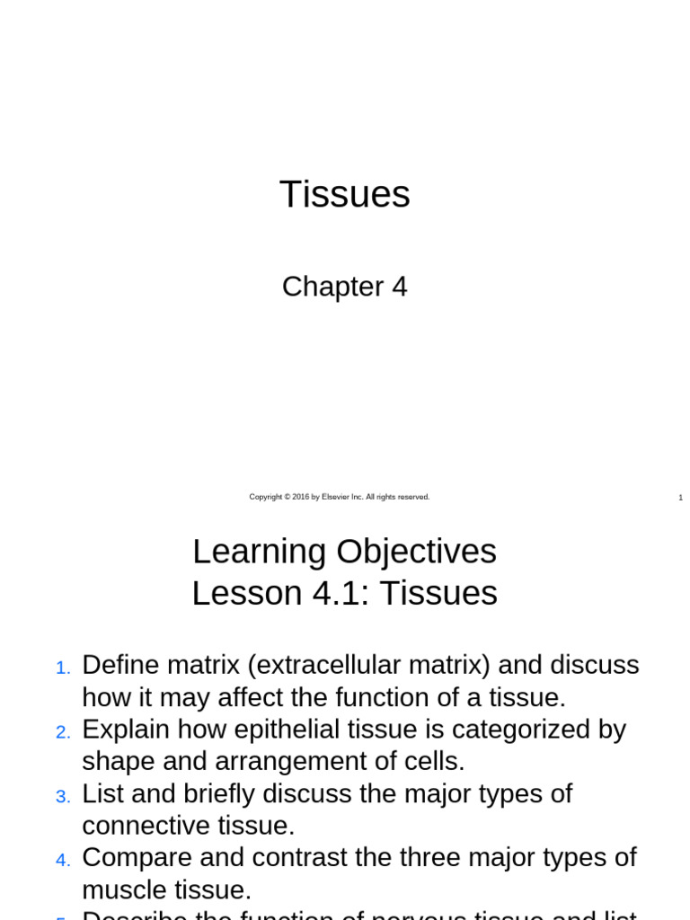 Chapter 4 Tissues Power Point | PDF | Tissue (Biology) | Epithelium