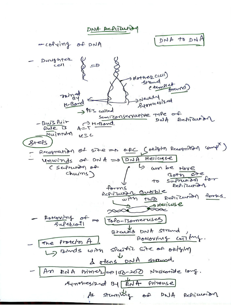 DNA Replication | PDF