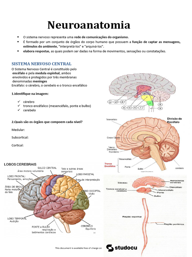 Neuroanatomia | PDF | Sistema nervoso central | Nervo