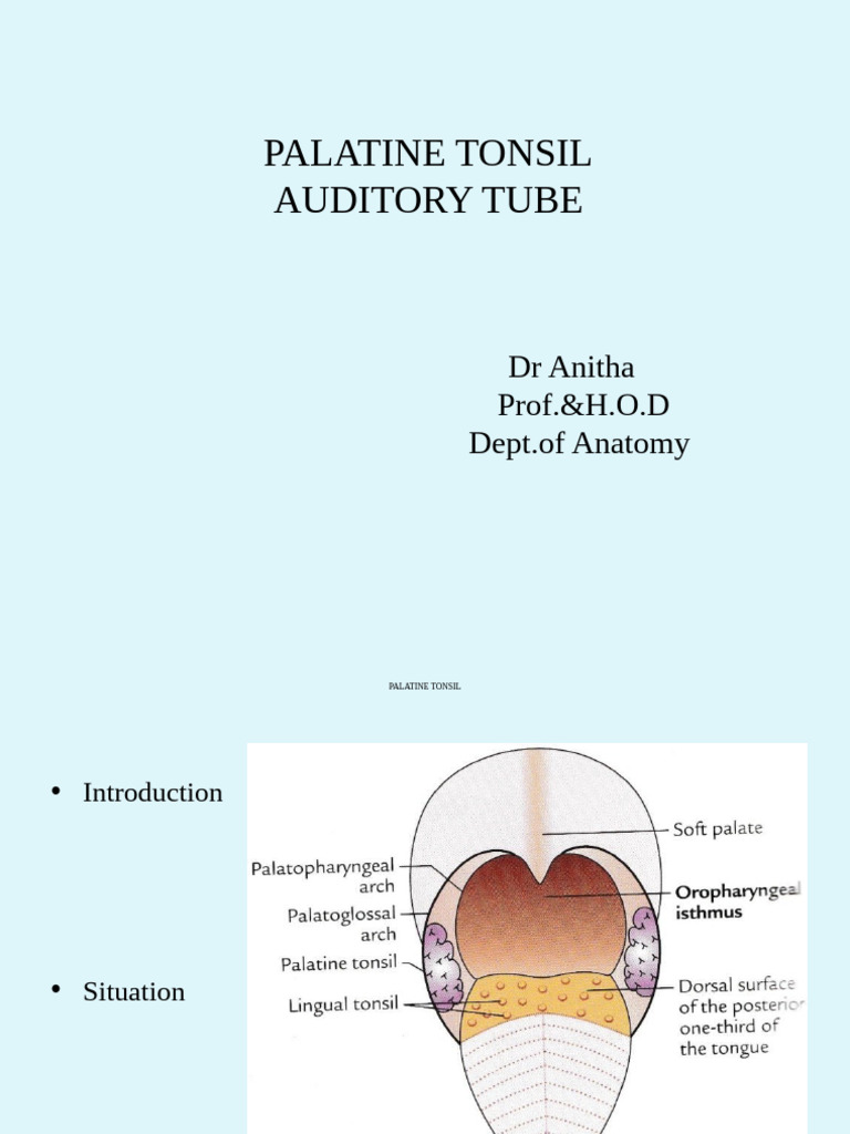 Anatomy and Function of Palatine Tonsil | PDF