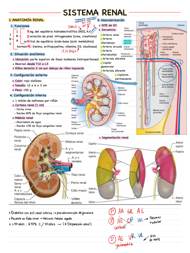 Anatomía y Fisiología del Sistema Renal | PDF | Riñón