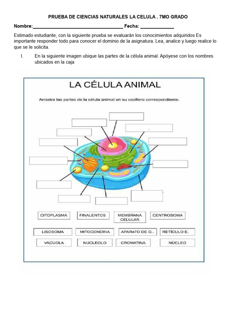 Prueba de La Celula 7mo Grado | PDF