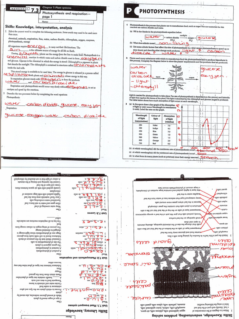 Photosynthesis Revision Solutions | PDF
