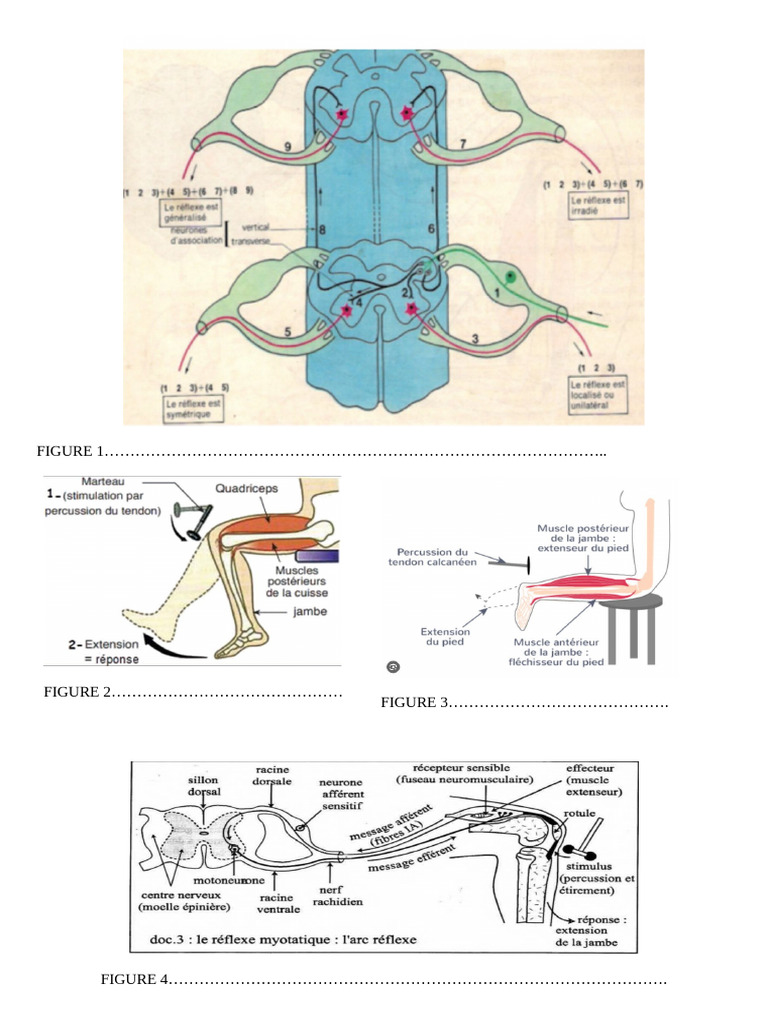 Planche 2 Reflexes | PDF