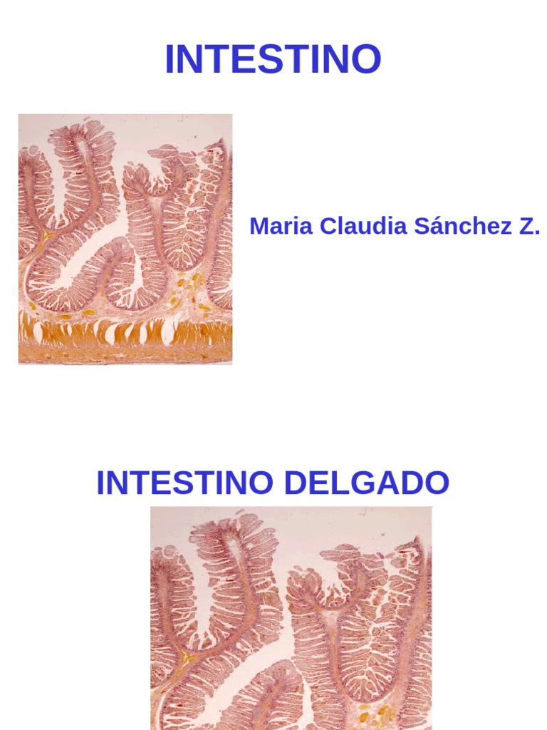 INTESTINO Delgado y Grueso | PDF | Tracto gastrointestinal | Estómago