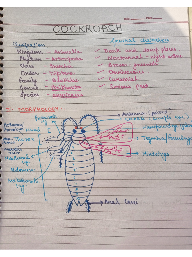 Cockroach Notes | PDF