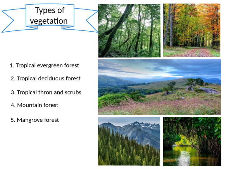 Types of Vegetation Explained | PDF