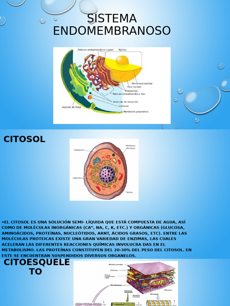 Sistema Endomembranoso | PDF | Vacuole | Lisosoma