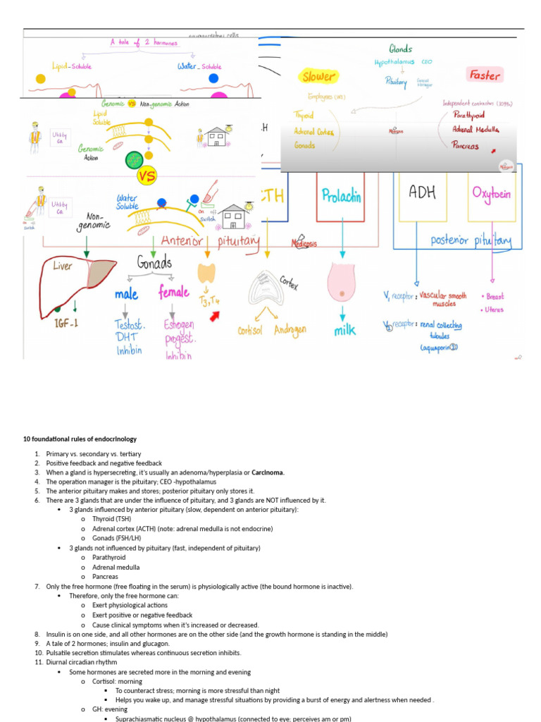 Endocrinology's 10 Foundational Rules | PDF