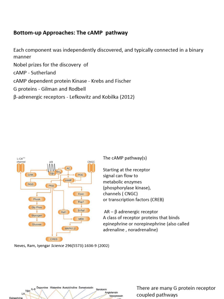 Bottom-Up Approaches - The cAMP Pathway | PDF | Receptor (Biochemistry ...