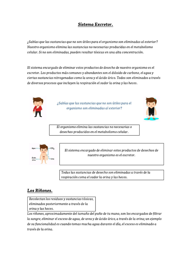 Resumen Del Sistema Excretor - 055916 | PDF | Sistema urinario | Orina