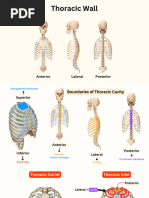 Understanding the Costal Arch Anatomy | PDF | Thorax | Thorax (Human ...
