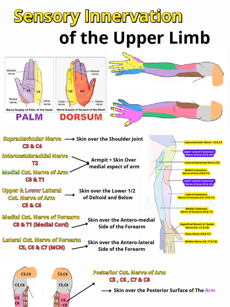 Sensory Innervation of the Upper Limb | PDF | Arm | Hand