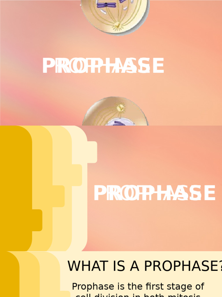 Prophase Science 7 Group 2 | PDF | Mitosis | Histology