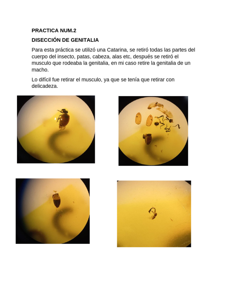 10d Practica 2 | PDF