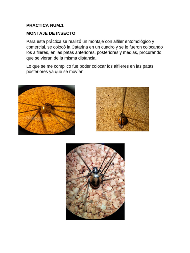 10d- Practica 1 | PDF