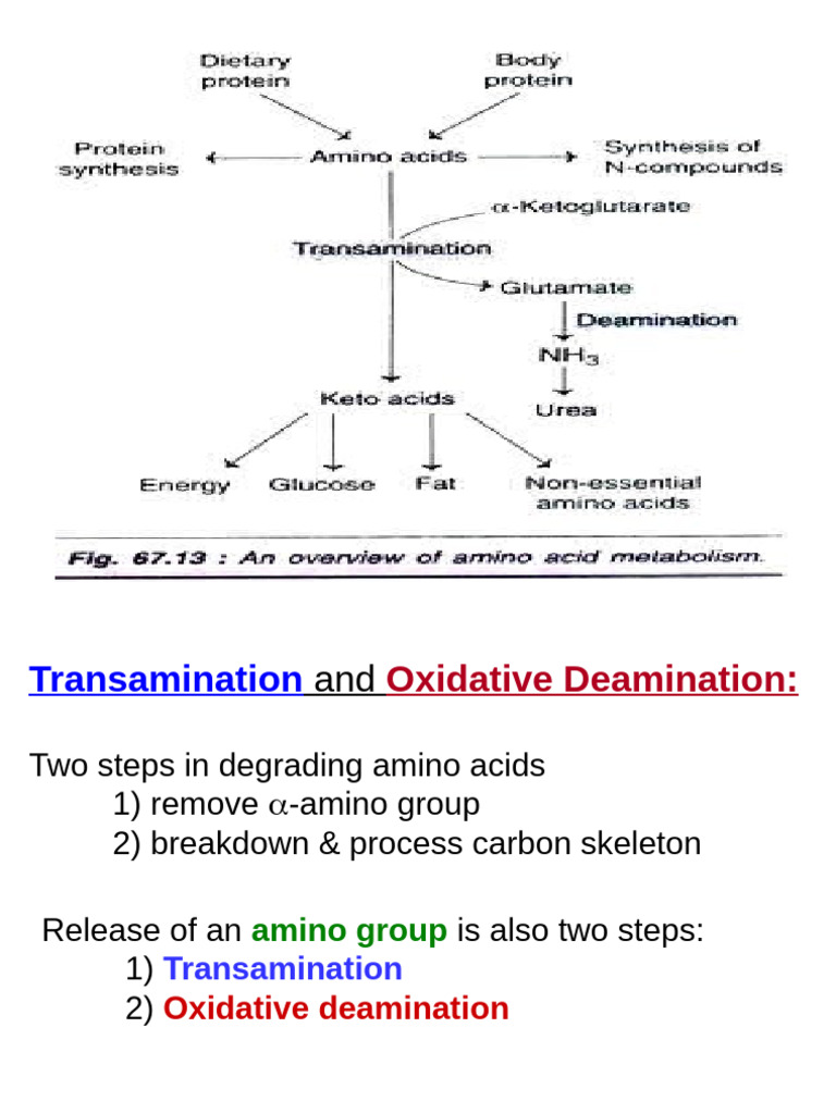 Amino Acid Metabolism Reactions Transamination DEeamination Etc | PDF
