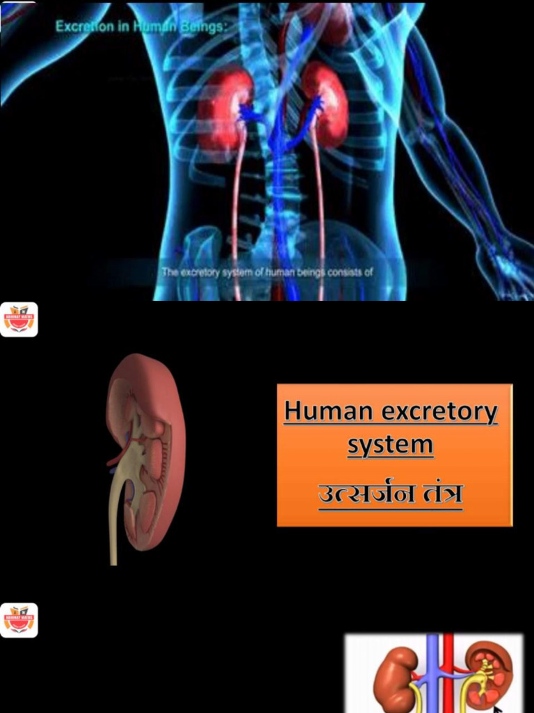 Biology Excretory System Part 2 | PDF