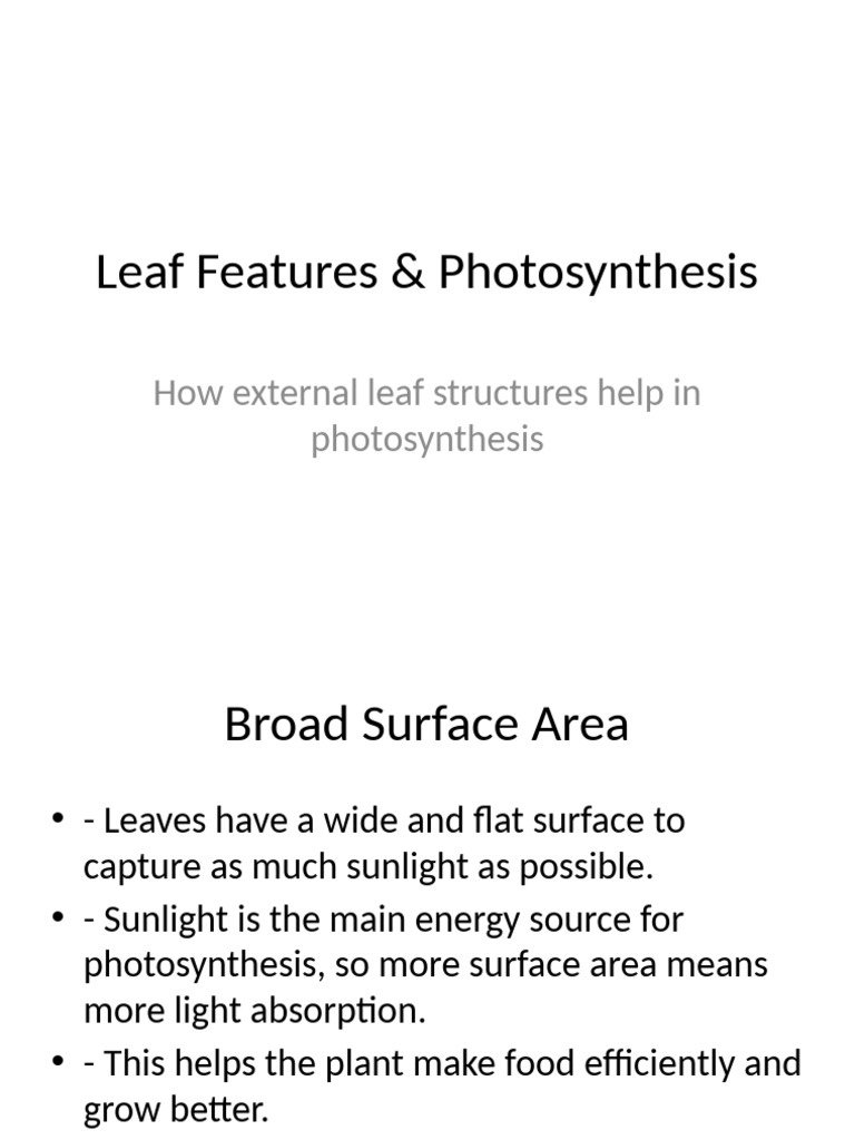 Leaf Structure and Photosynthesis Explained | PDF