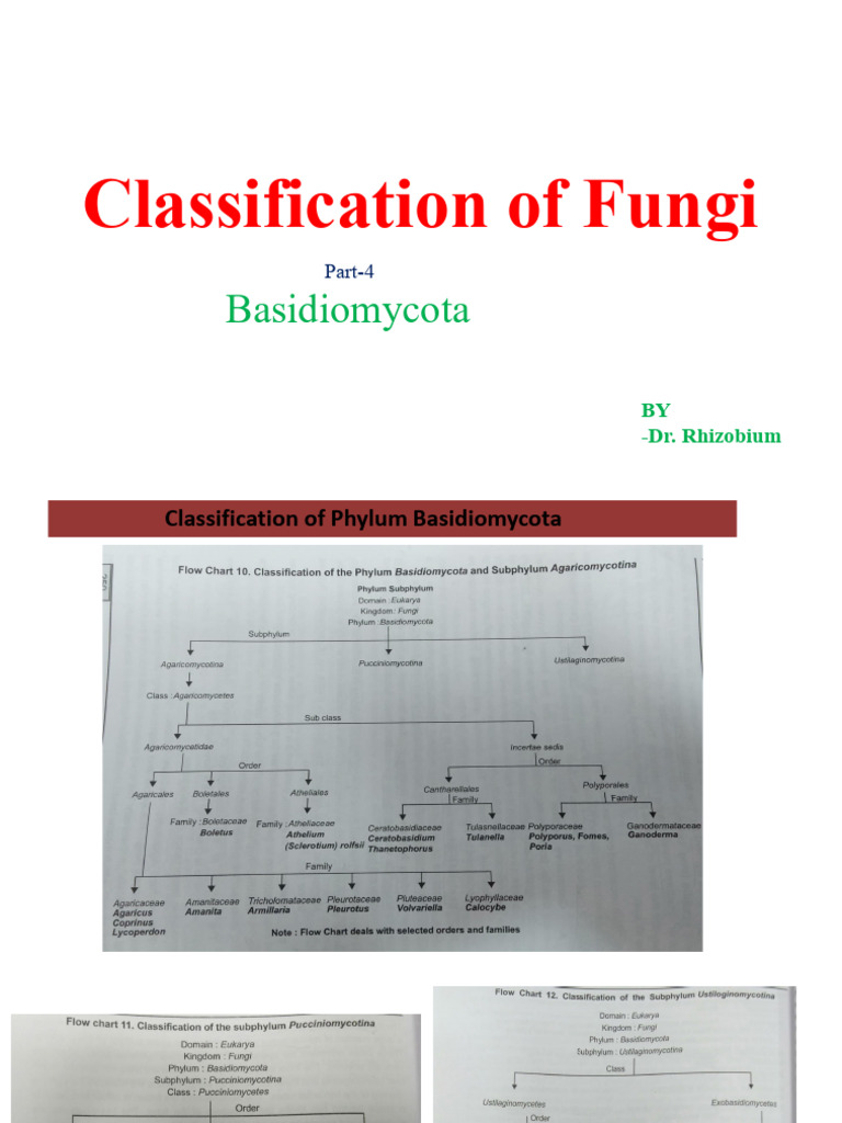 Classification of Fungi | PDF | Fungus | Sexual Reproduction