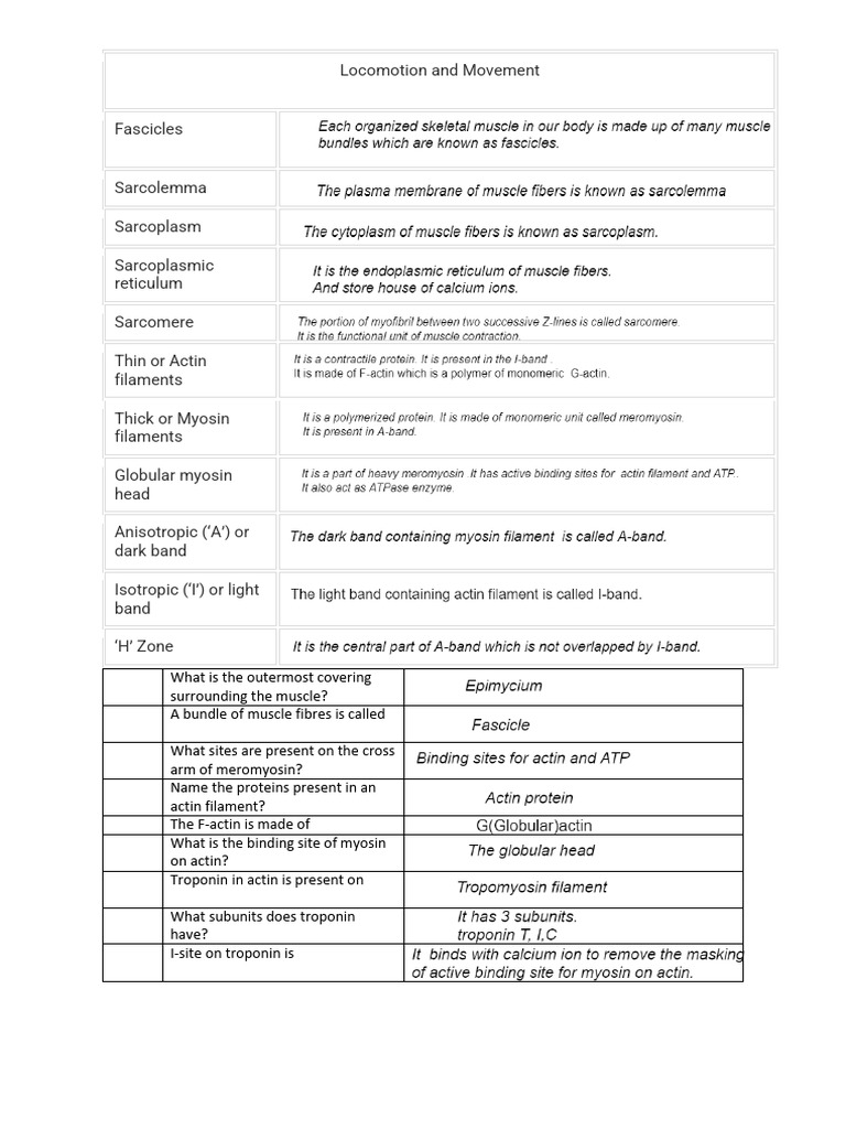 Muscle Structure and Function Overview | PDF