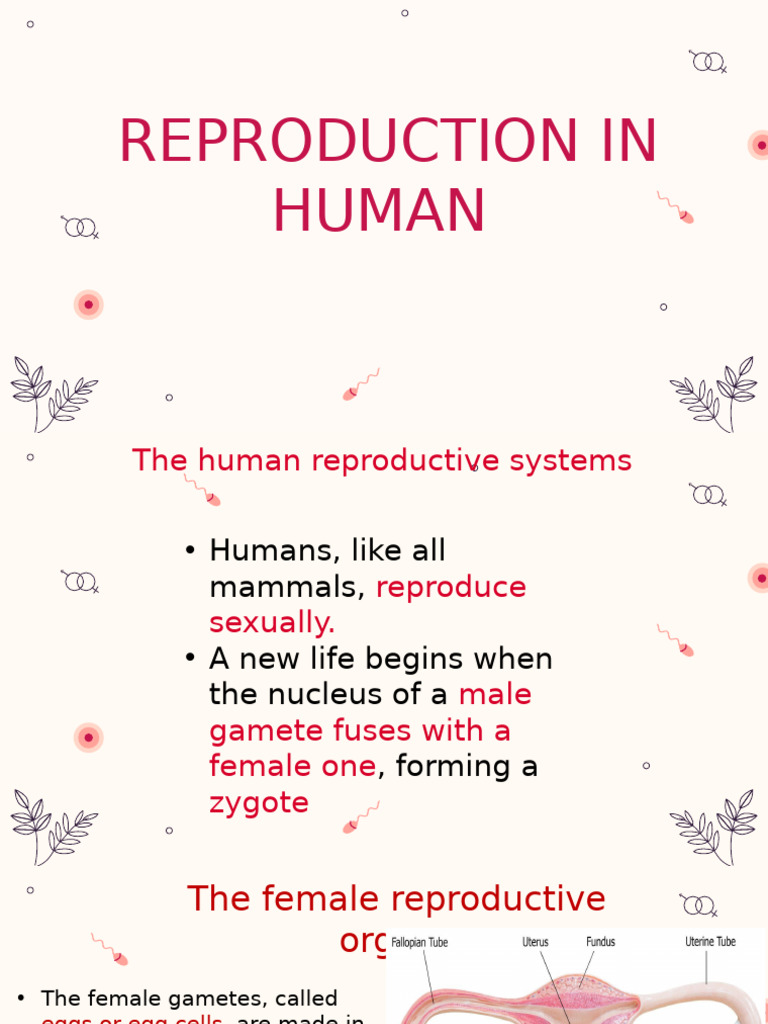 Human Reproductive System Overview | PDF | Menstrual Cycle ...